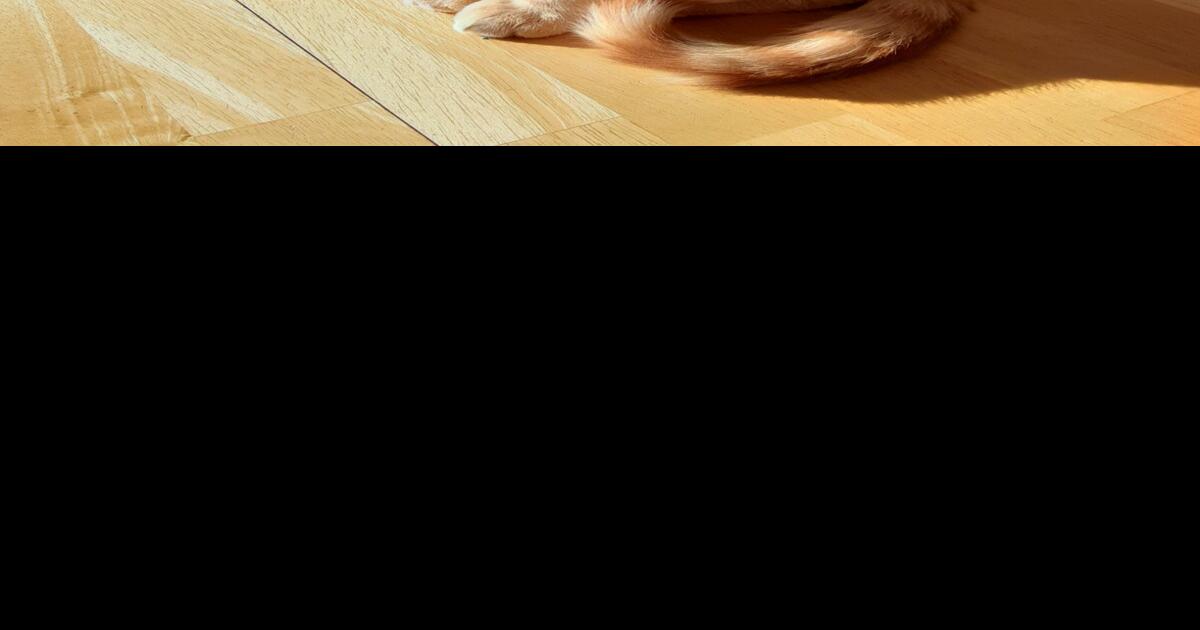 Pet of the Week: Banjo