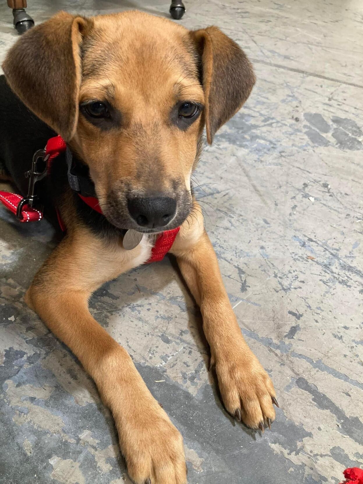 Pet of the Week: Harli