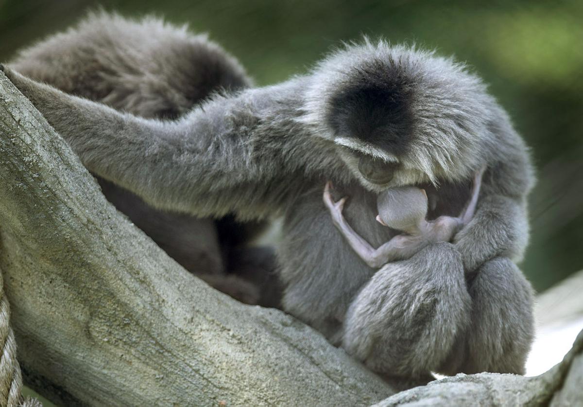 Baby Gibbon Born at Greensboro Science Center