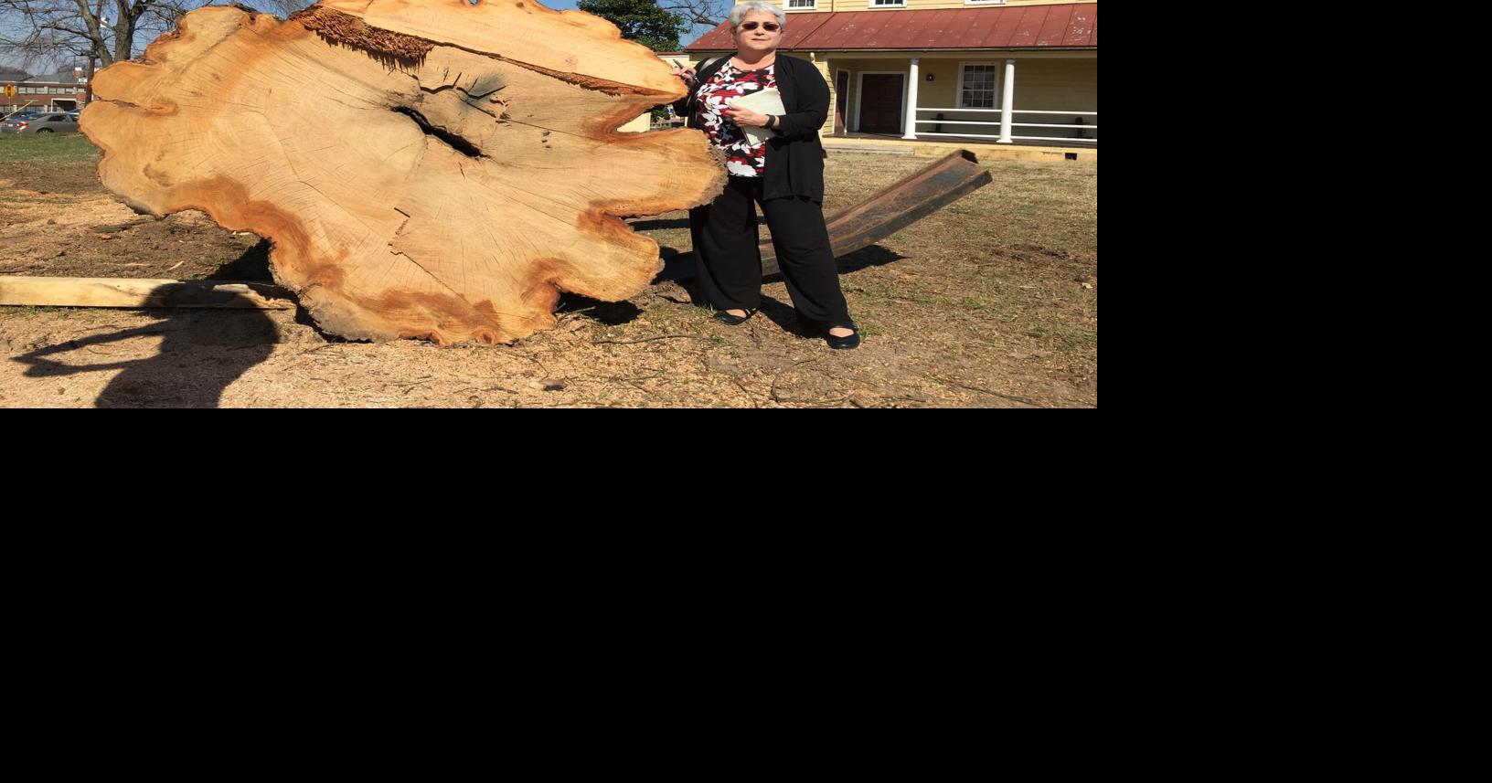 Susan Ladd: A last goodbye to massive willow oak at Greensboro's Blandwood