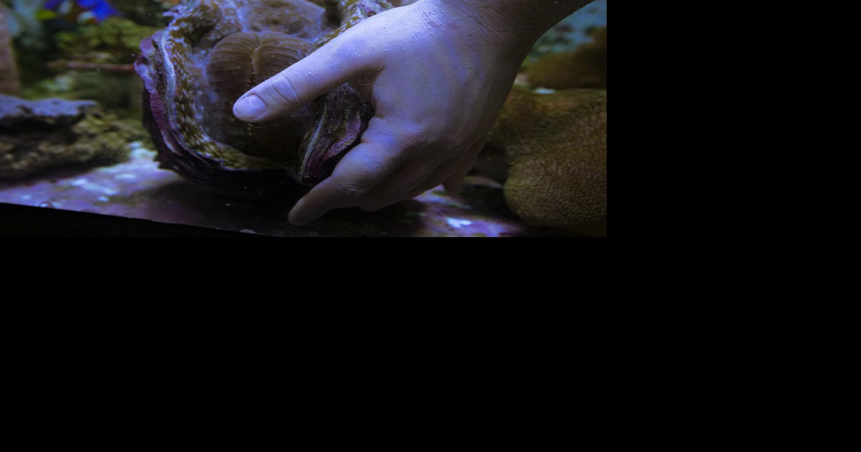 Designer hinge: Greensboro Science Center's giant clam gets life-saving ...