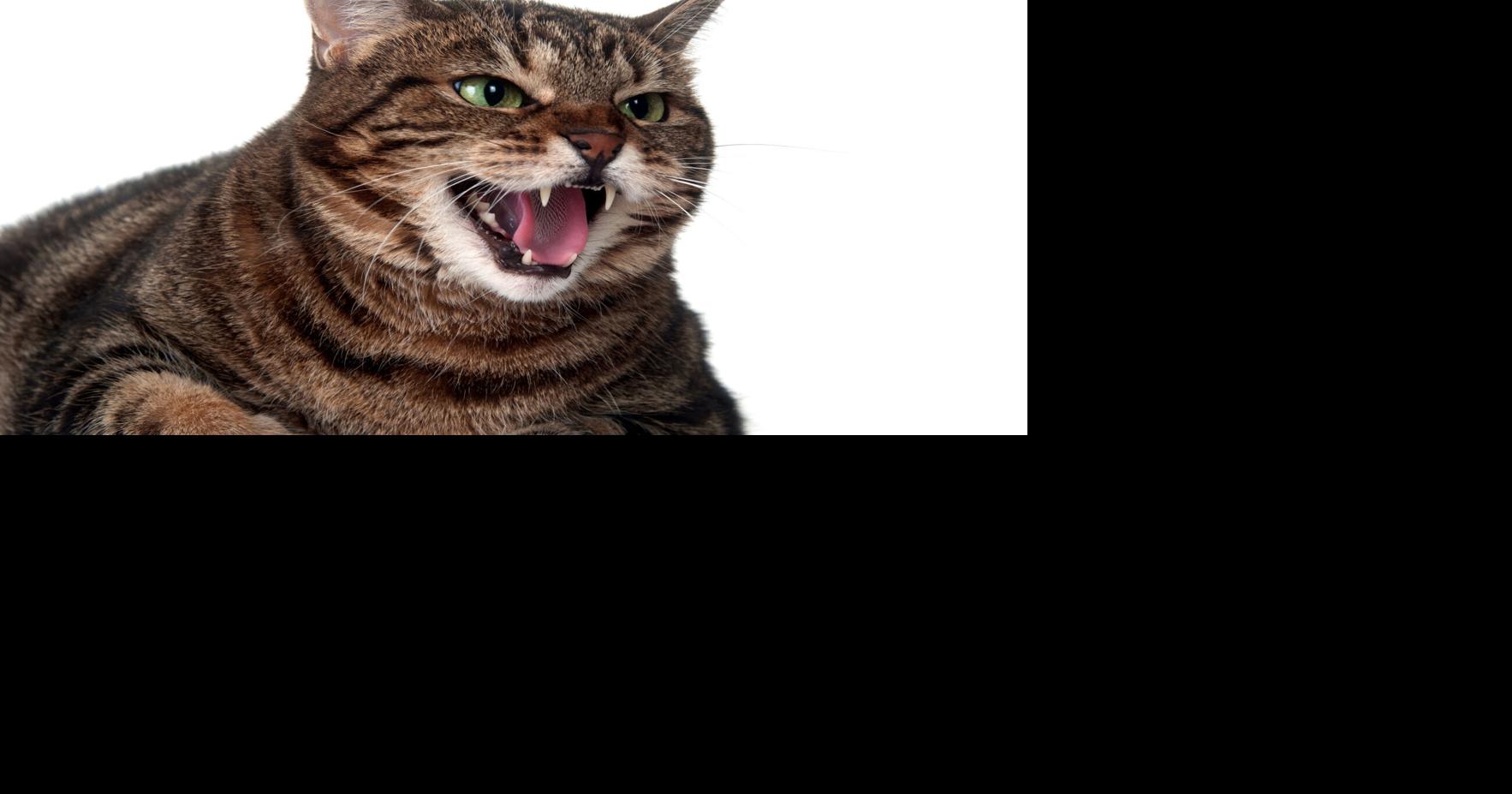 Animal clinic launches fund ained at fixing feral cats