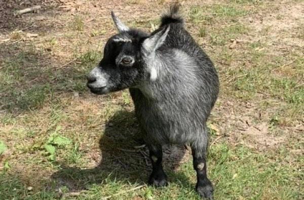 National Pygmy Goat Association declares April 23 as National Pygmy ... National Pygmy Goat Association declares April 23 as National Pygmy ...