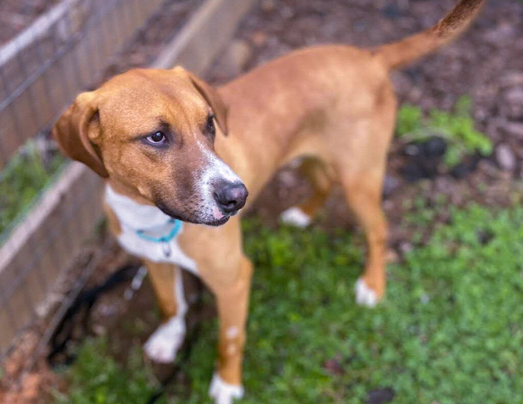 Pet of the Week: Scooby Dooby Doo