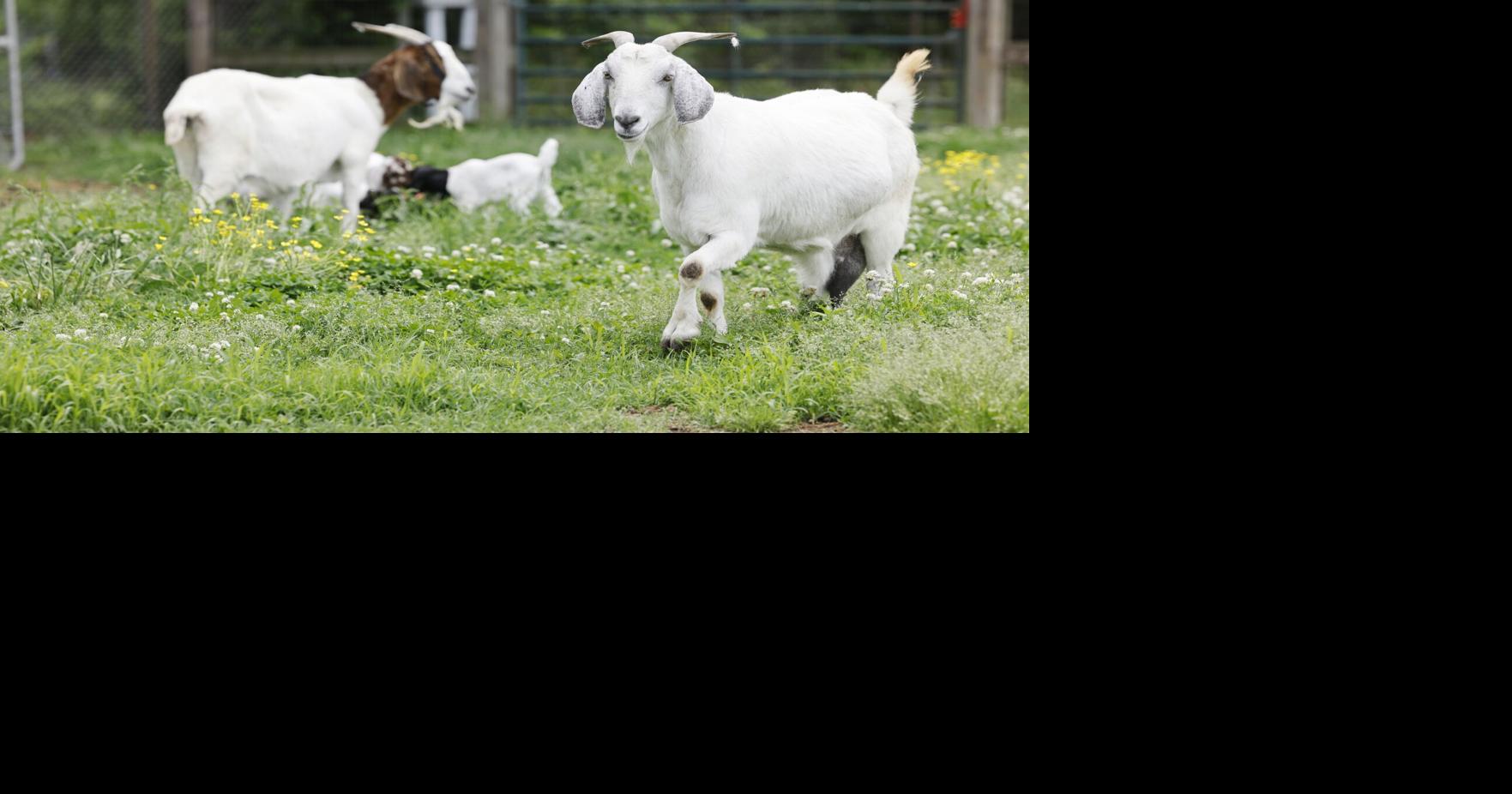 Photos: Goats at Southern Guilford