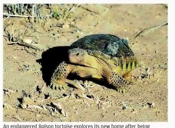 SLOW AND STEADY RACE