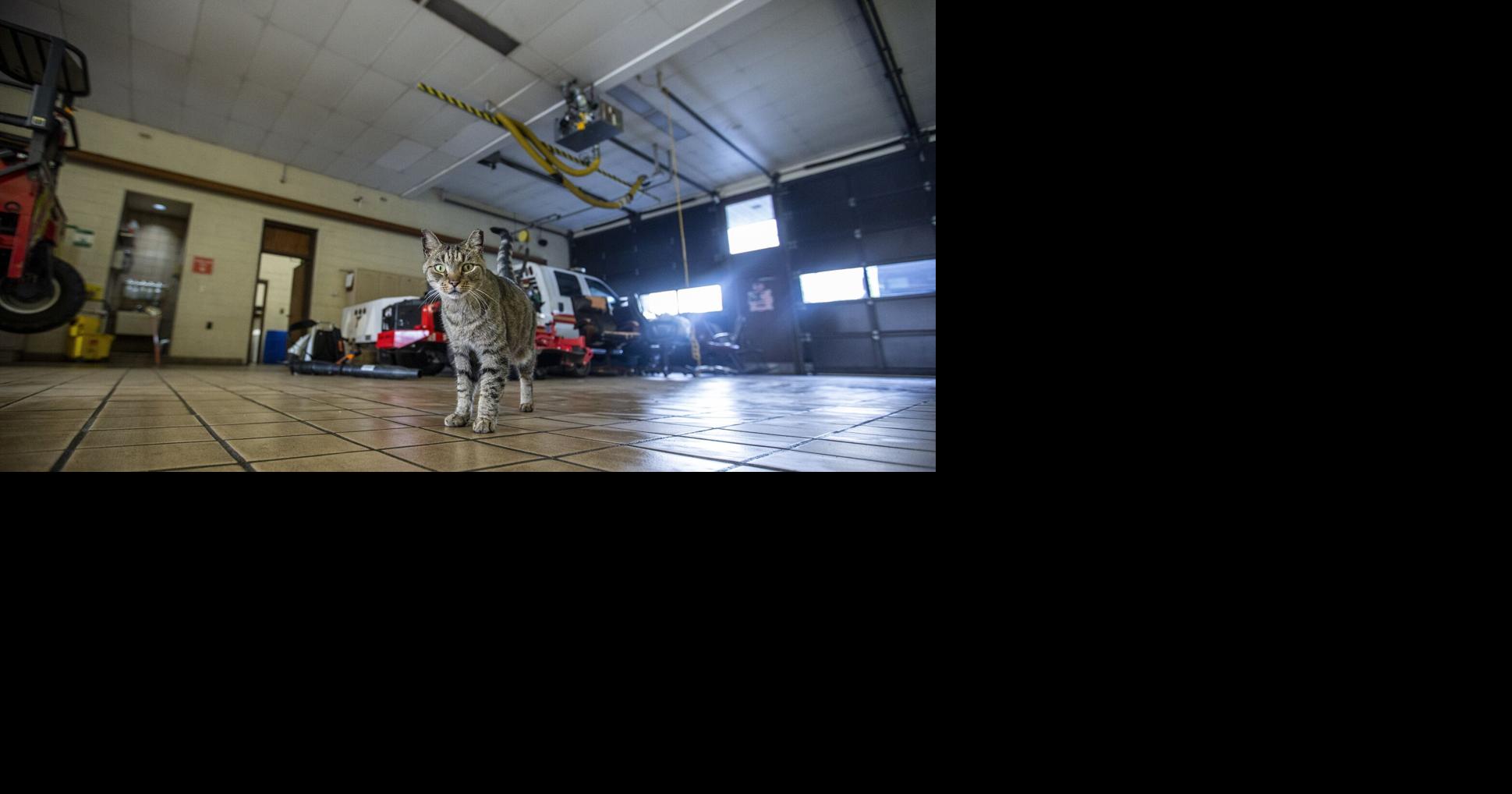 Photos: Greensboro fire station has honorary crew member