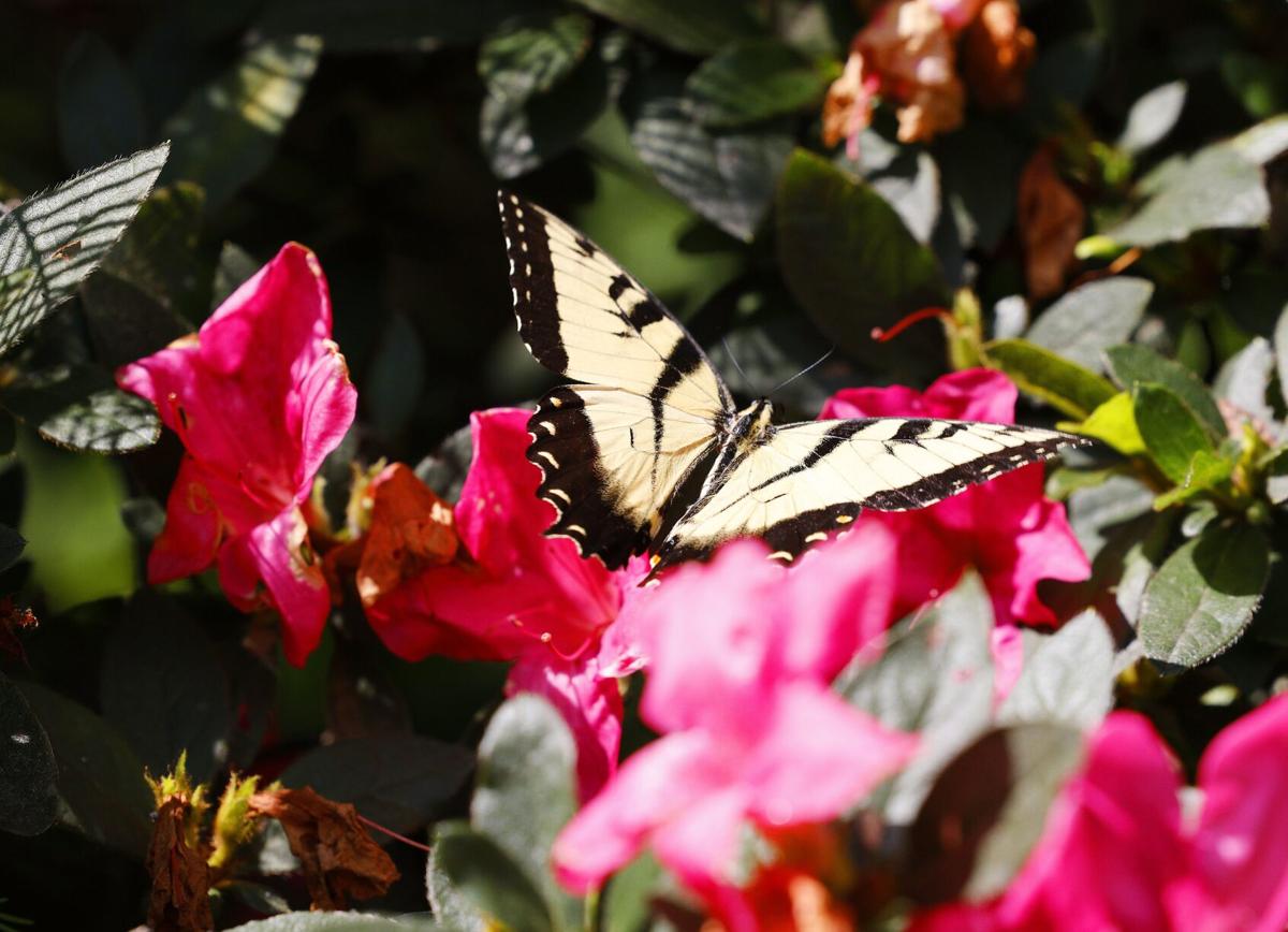 Great Southeast Pollinator Census is underway. Count bees!
