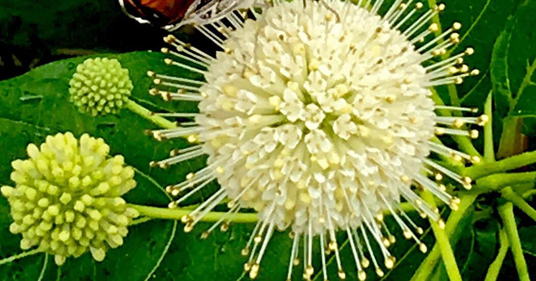 From our Garden: Sugar Shack answers your heart's back to nature call ...
