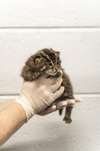 Just adorable: Fishing cat kitten born at Greensboro Science Center