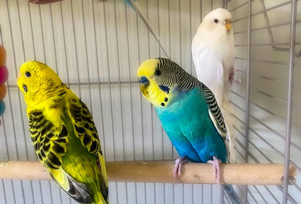 Pets of the Week: Parakeets