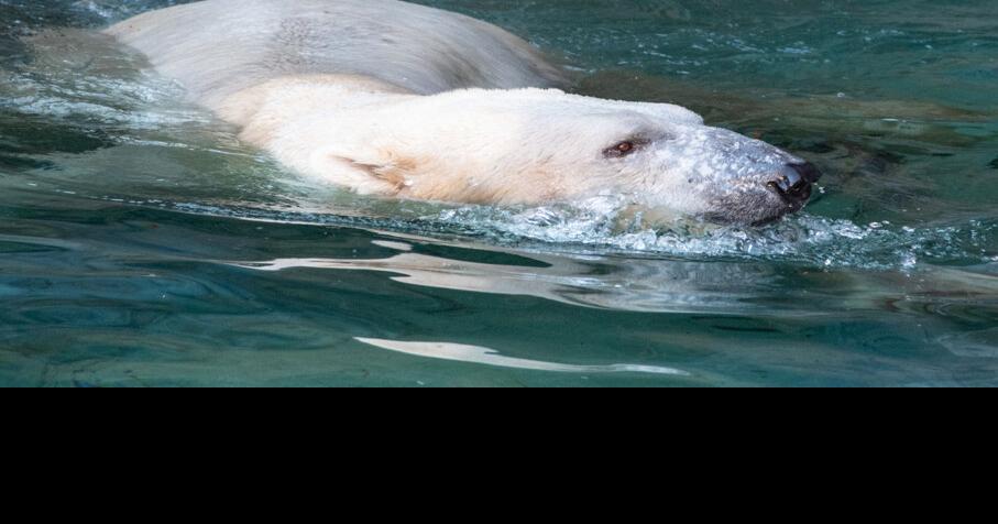 Photos: New polar bear, Payton, comes to NC Zoo
