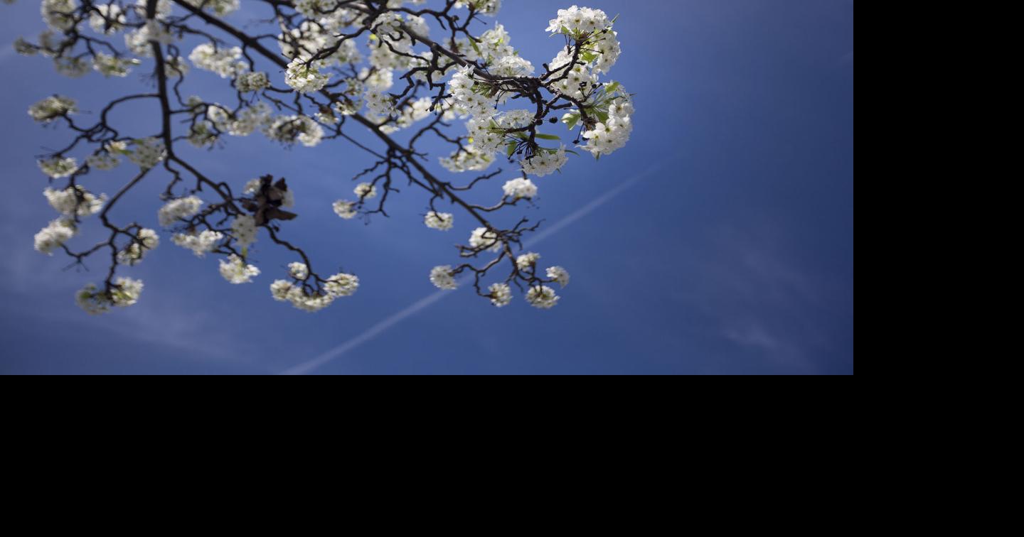 For many, pollen season in North Carolina is nothing to sneeze at
