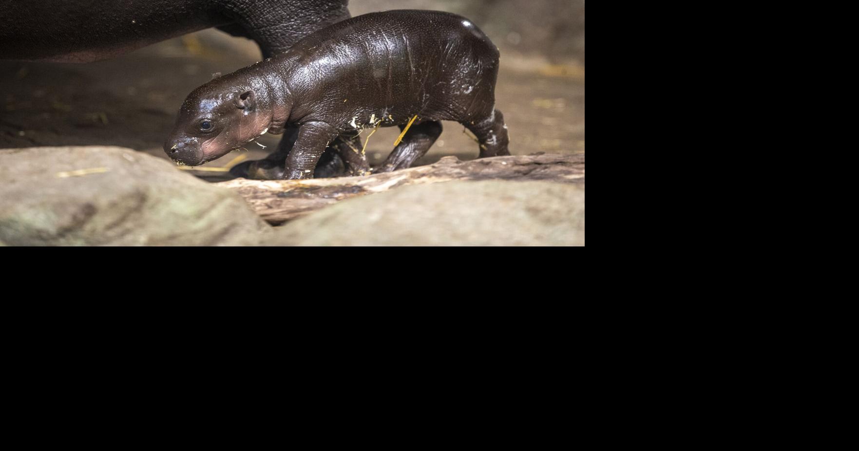 Baby pygmy hippo healthy, Greensboro zoo officials say