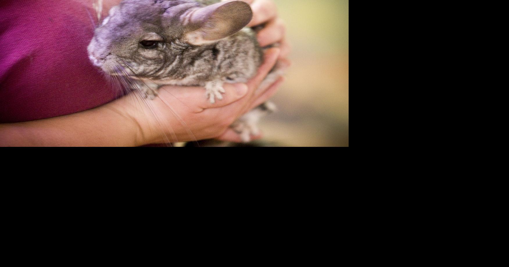 Meet new critters at science center