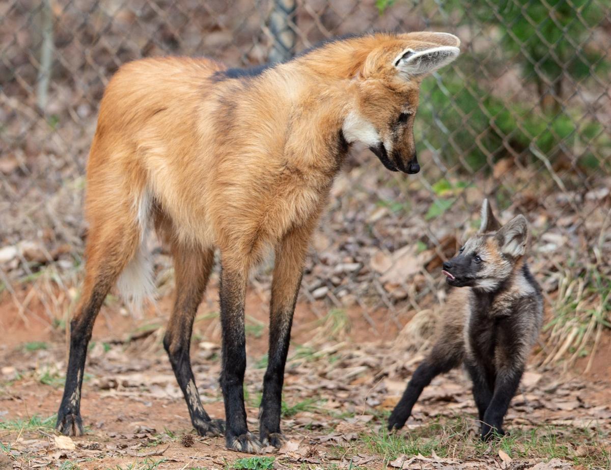 The 4 maned wolf pups now have names. What did the Greensboro Science ...