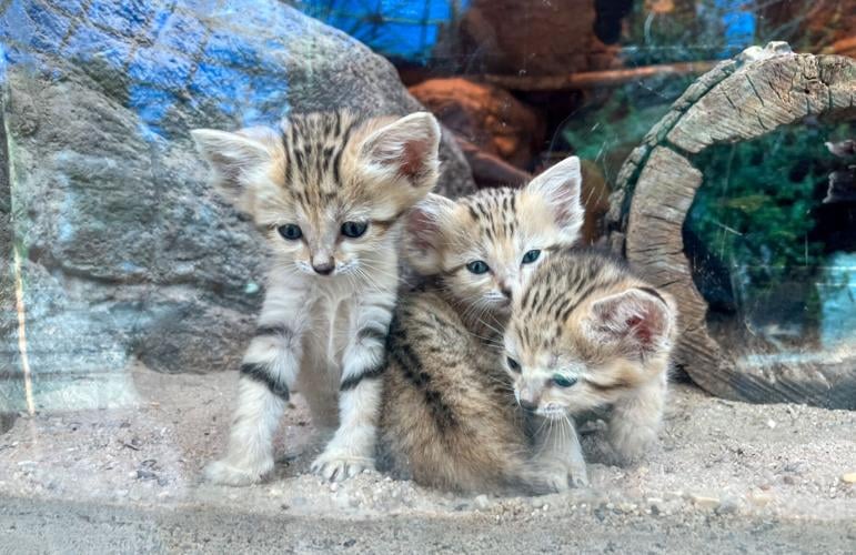 Video captures sand cat kittens at NC Zoo; help name them
