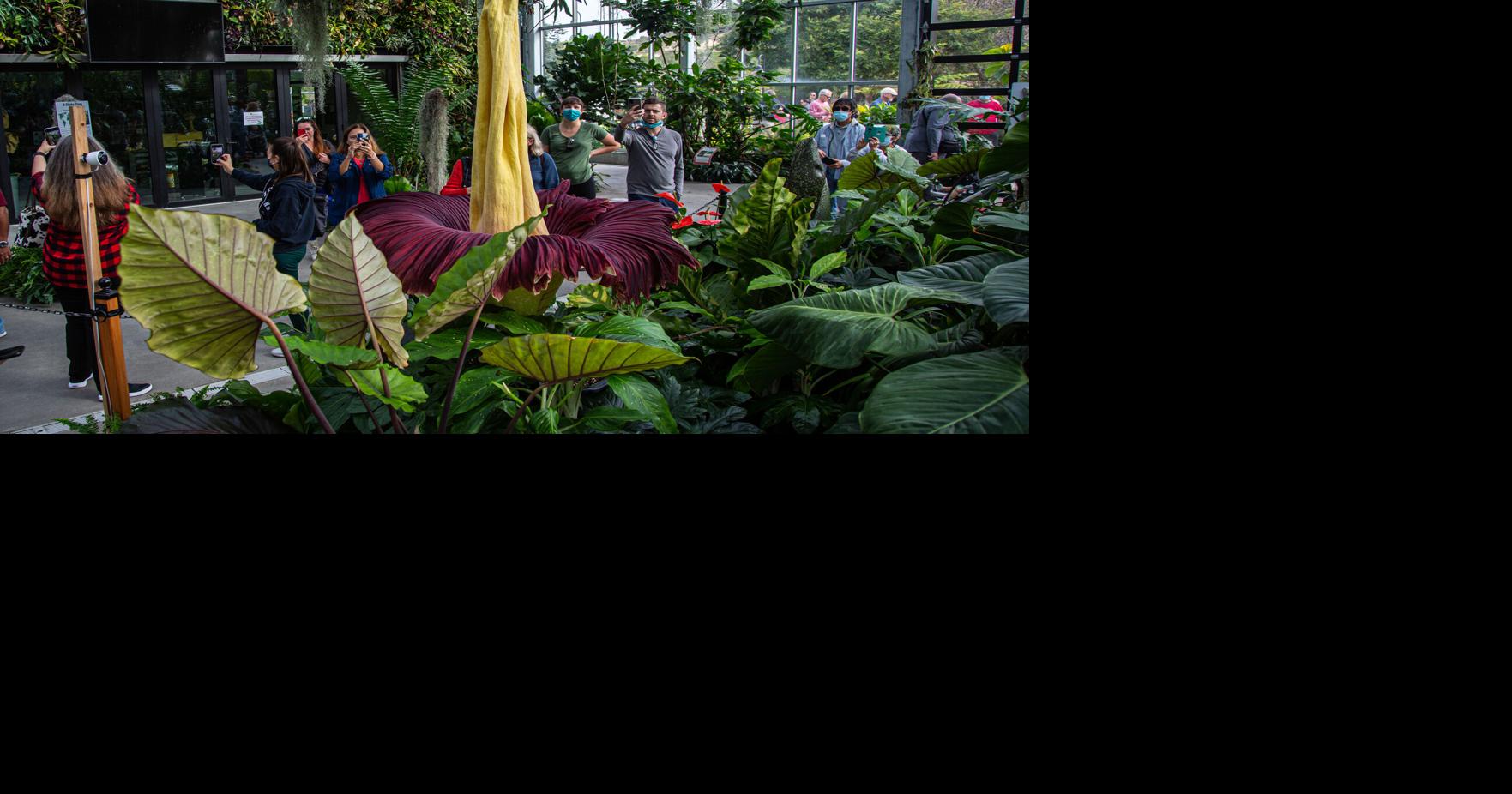 Thousands line up to see, smell 'stinky feet' odor of blooming corpse plant