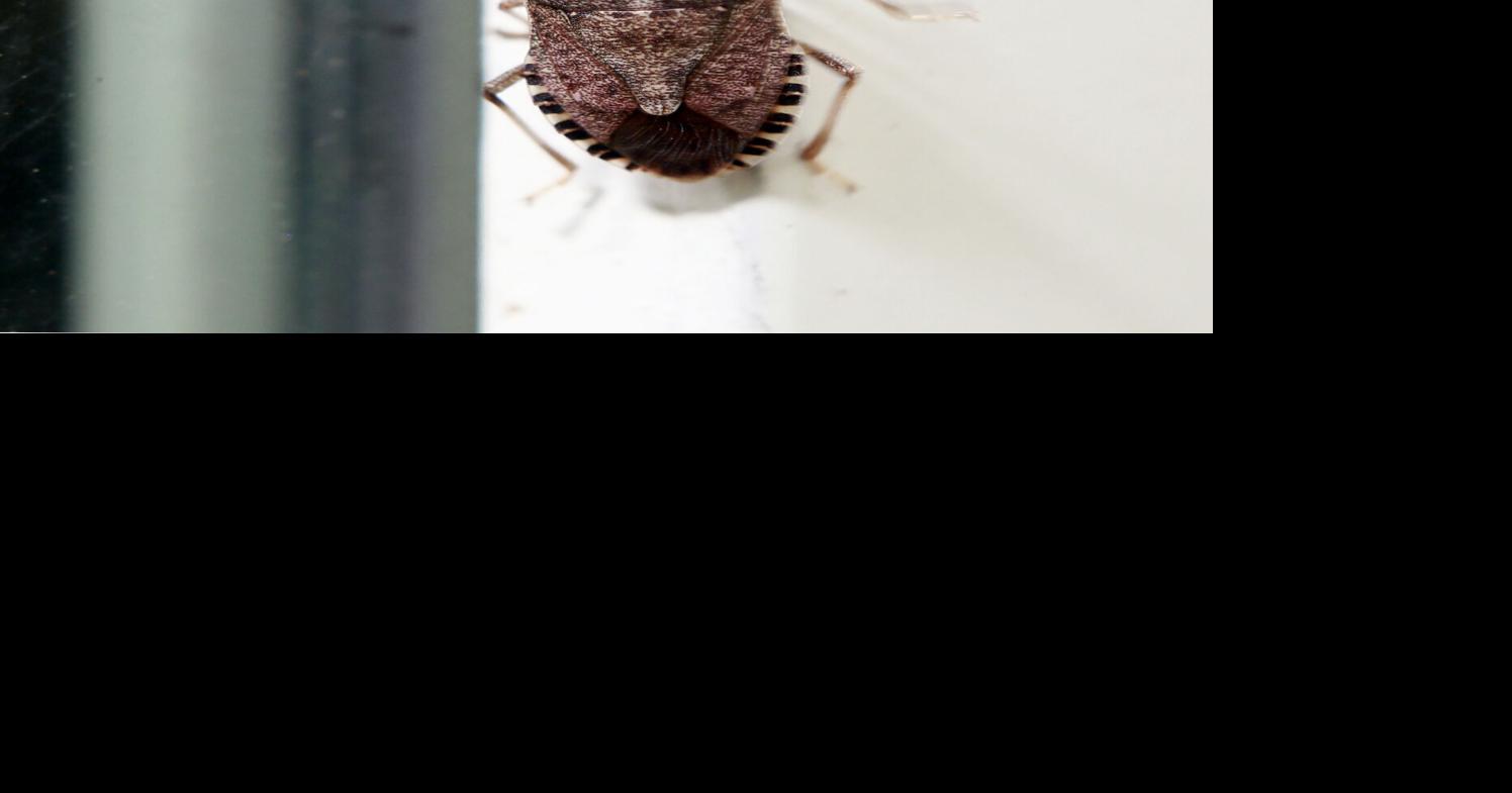 Stink bug stealth. That's a focus of this Virginia Tech professor's ...