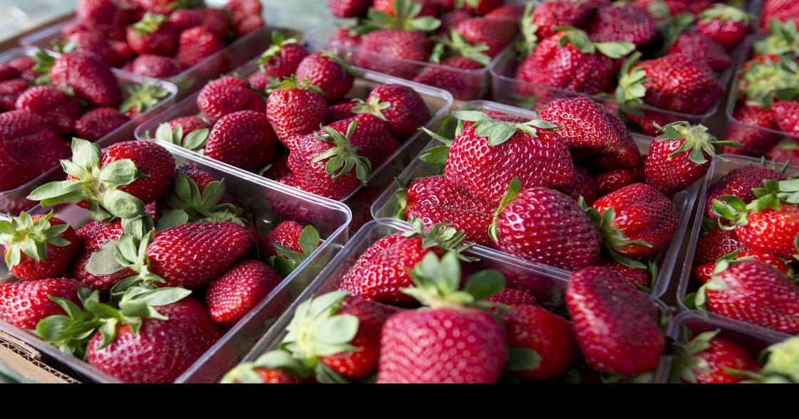 Seeing red: Strawberry season comes early in the Triad