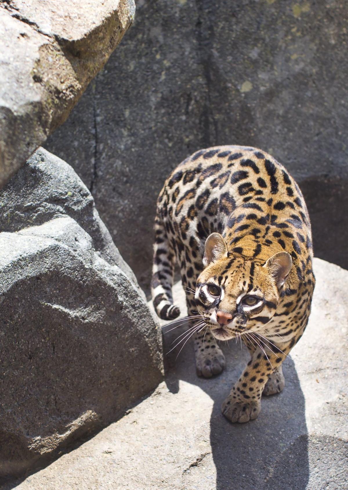 New ocelot habitat at N.C. Zoo in Asheboro