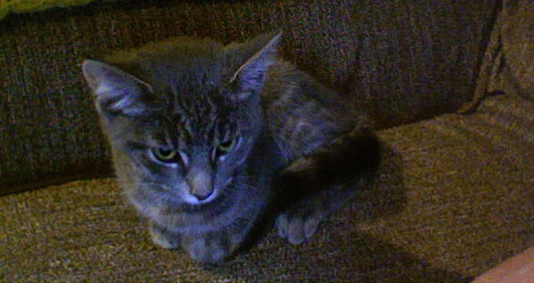 What do our cats remember?