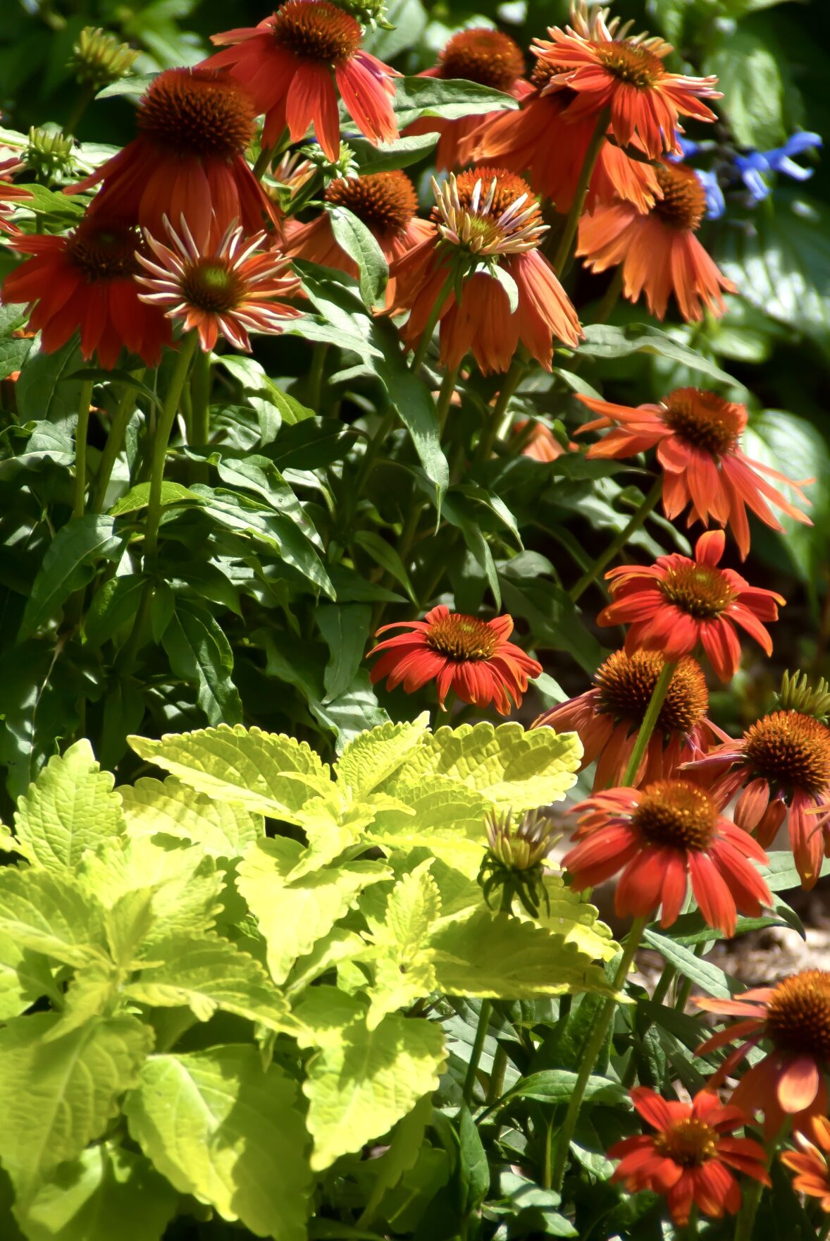 From Our Garden: Color Coded coneflowers dazzling in performance ...
