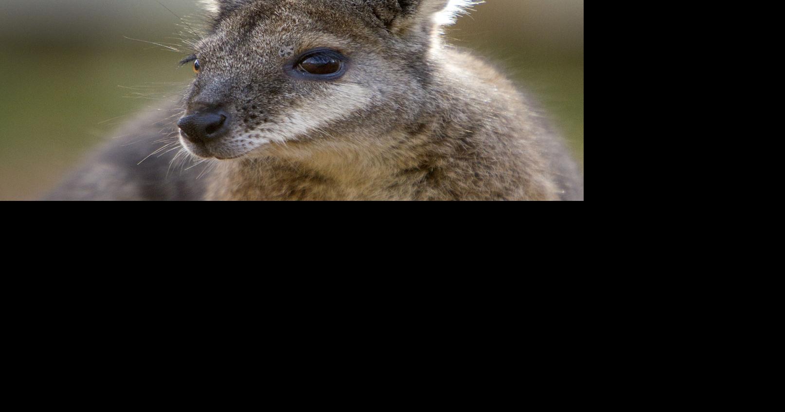 Dogs are overrated: Scientists say a pet wallaby could be your best friend