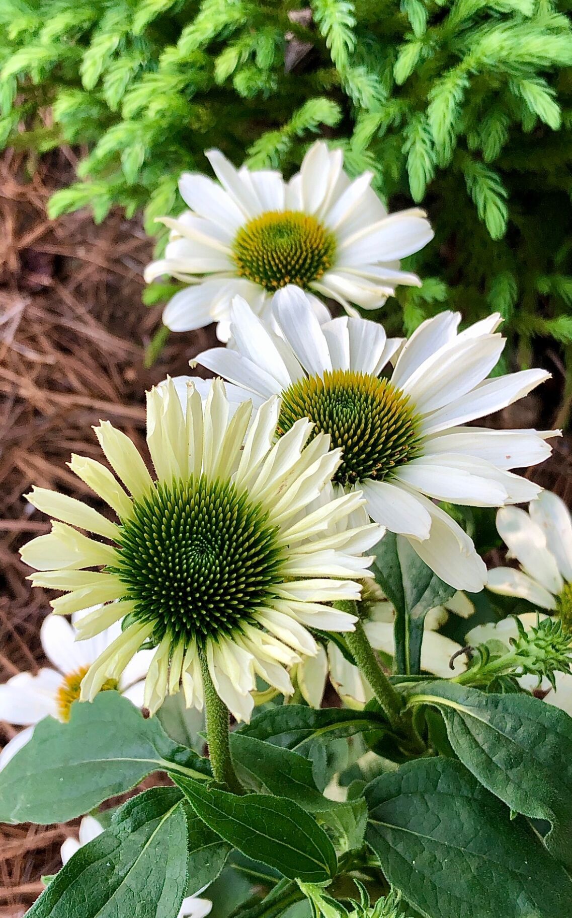 From Our Garden: Color Coded coneflowers dazzling in performance ...