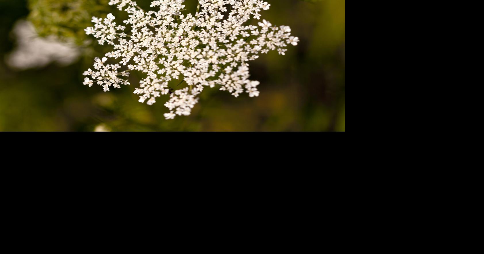 Watch out for these toxic NC plants that can cause rashes, serious ...