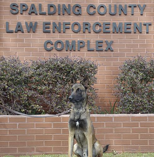 K-9 Rambo getting body armor | Local | griffindailynews.com