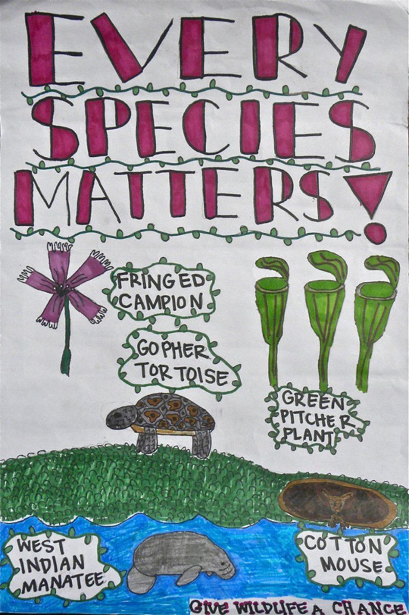 Poster contest's 27th year highlights keeping Georgia Wild | News ...
