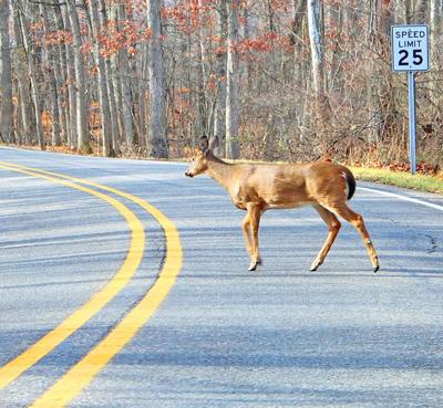 Prevent deer-car collisions: Smart driving tips | Sports ...