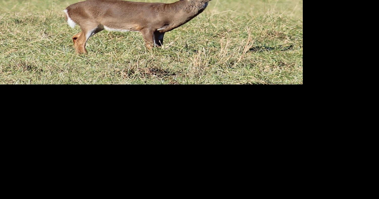 Primitive weapons deer hunting season opens Oct. 14 | Sports ...