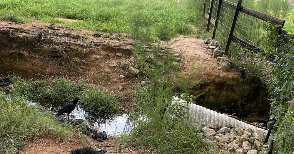 Authorities euthanize hundreds of birds at Noah's Ark Animal Sanctuary ...
