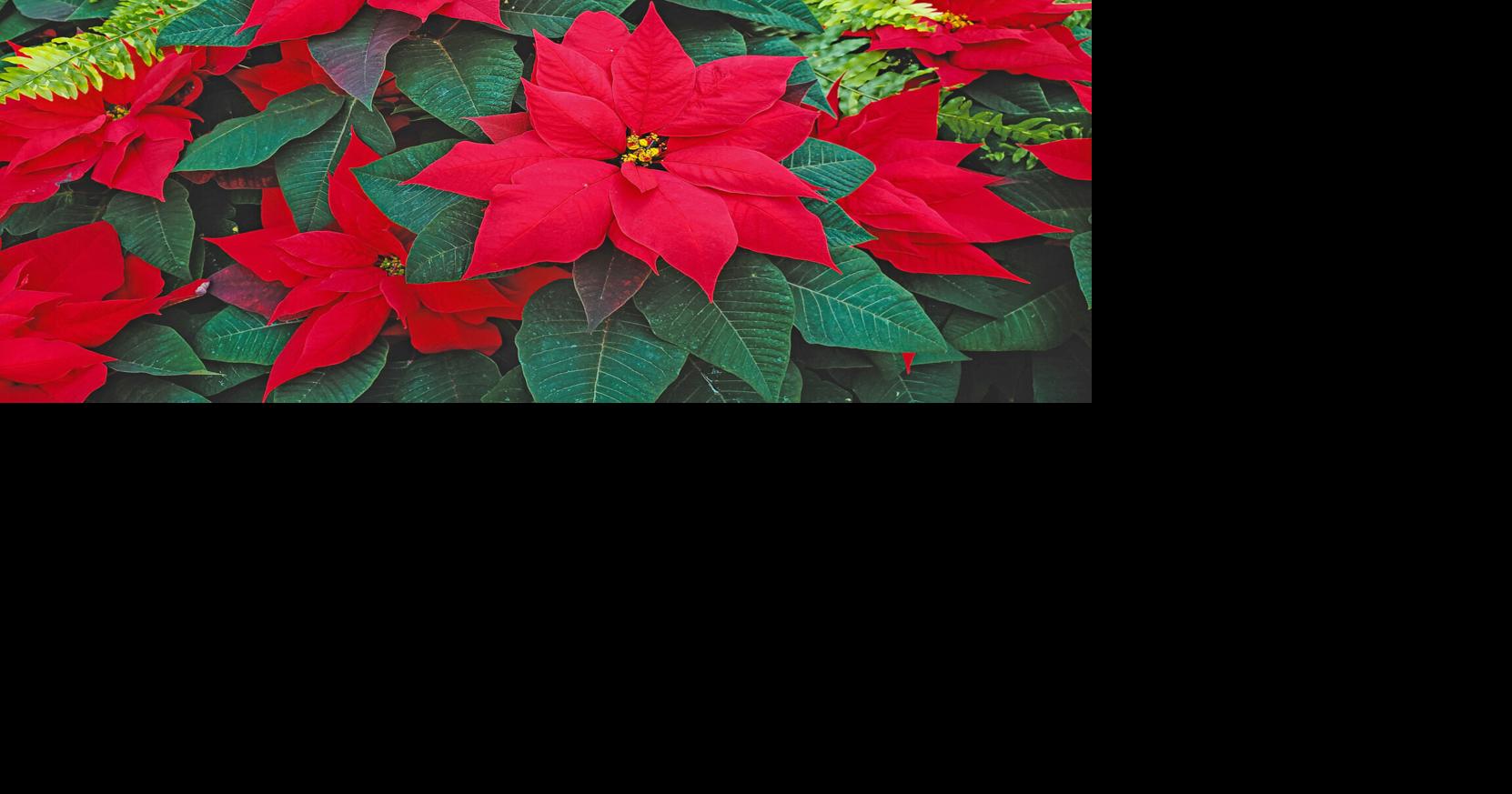 History of the poinsettia's namesake and the flower's origins get new ...