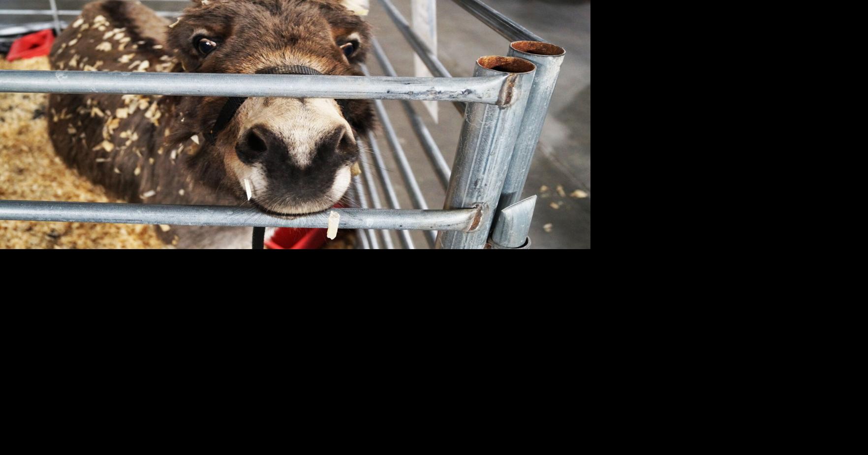 8,000 visit Farm, Home & Rural show | Lifestyles | griffonnews.com