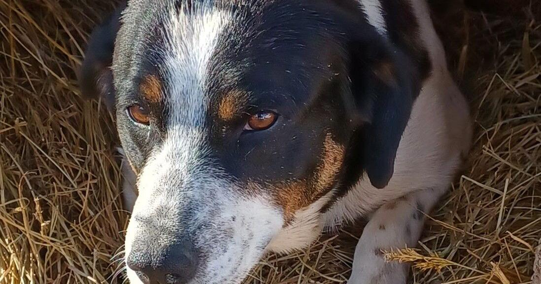 Groundhog Day prediction | Local News | grundycountyherald.com