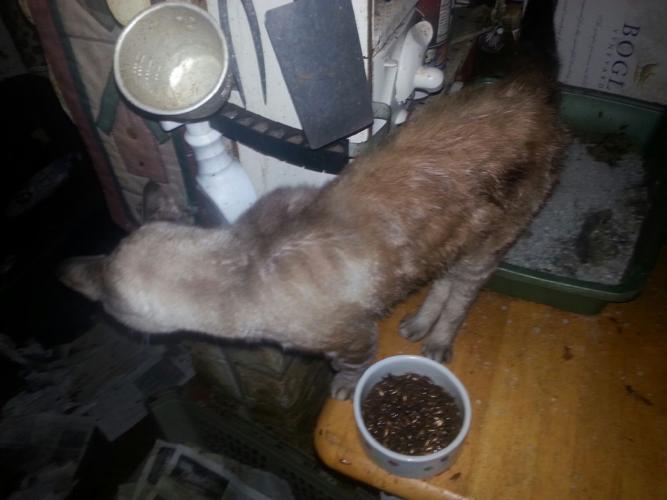 Animal Rescue And Tracy City Police Dept. Rescue 21 Animals Found ...