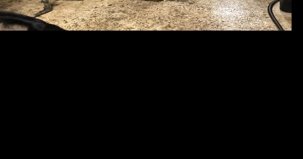 SVEC pitches in at local shelter | Local News | grundycountyherald.com