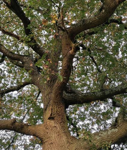 Monteagle Arbor Day celebration | Local News | grundycountyherald.com