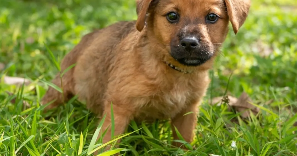 GAIN Pets of the Week | Lifestyle | guampdn.com