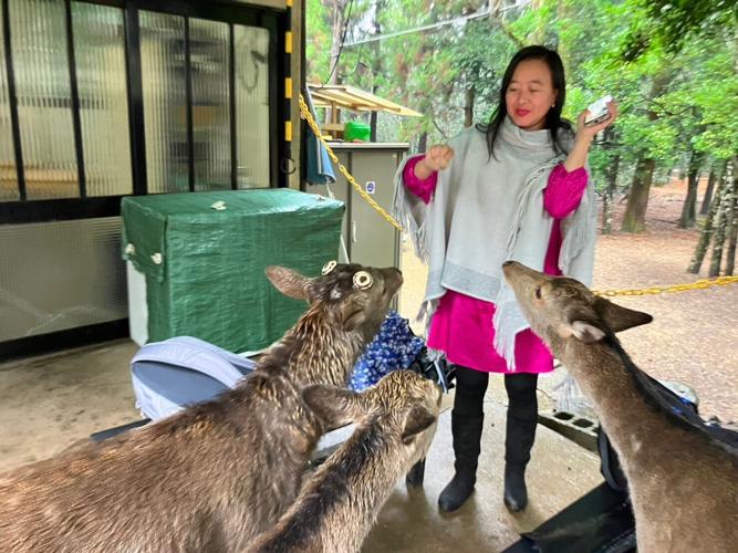 Nara: Japan's ancient capital where deer roam freely | | guampdn.com