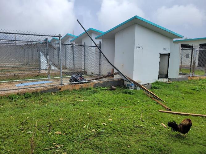 "We are very lucky": Pets from local animal shelter safe after typhoon ...