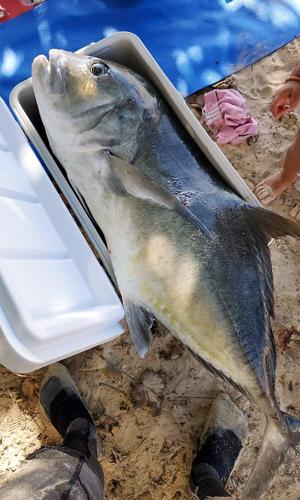Alert and ready fisherman catches 43-pound mamulan for Thanksgiving ...