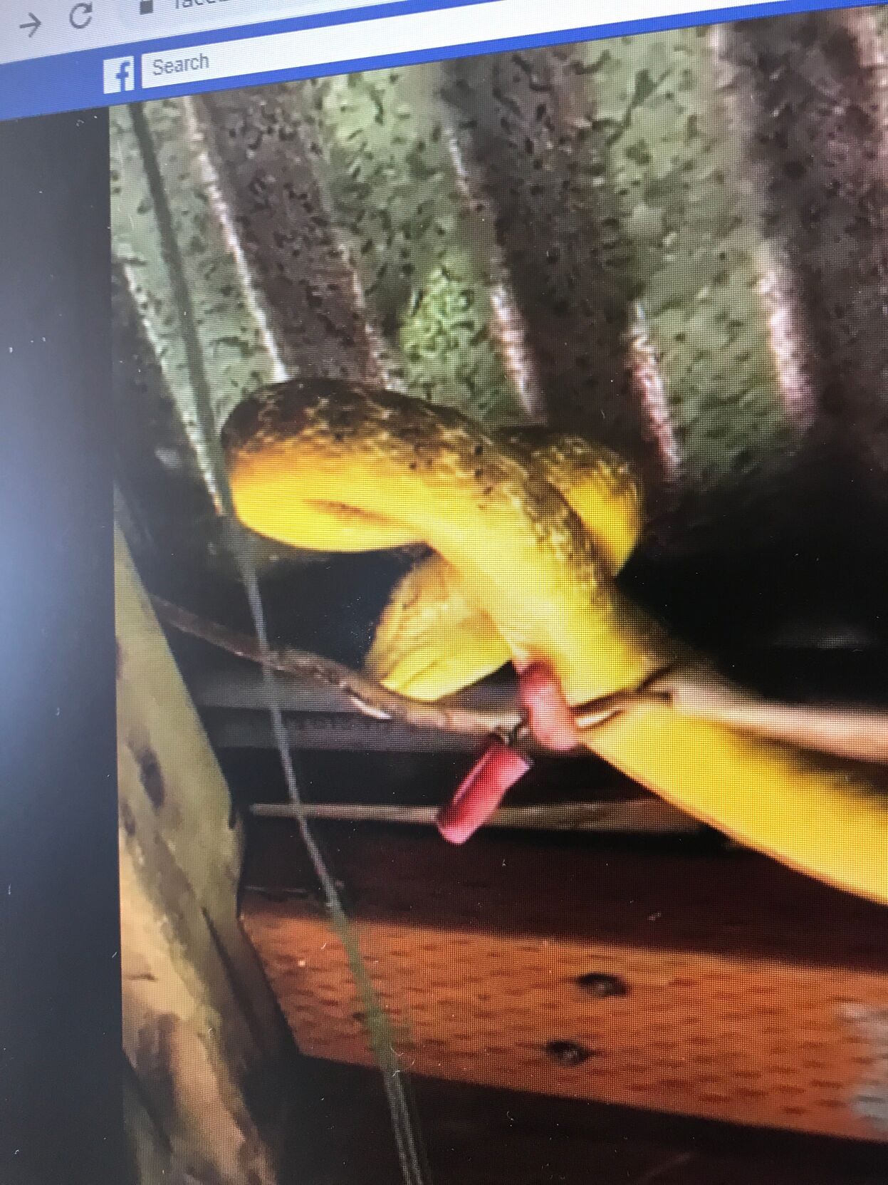 Guam agriculture department aware of large brown tree snake in video ...