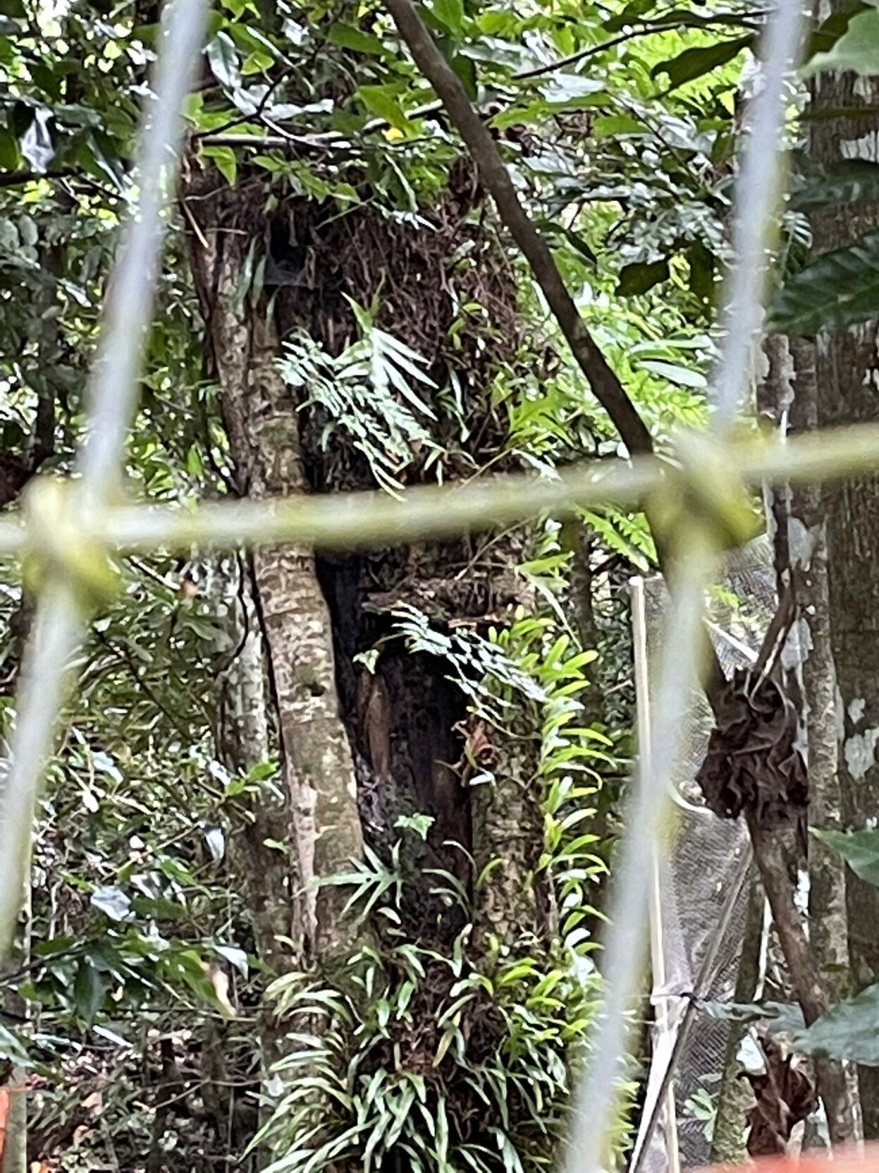 Groups blame military for last mature håyun lågu tree's death | News ...