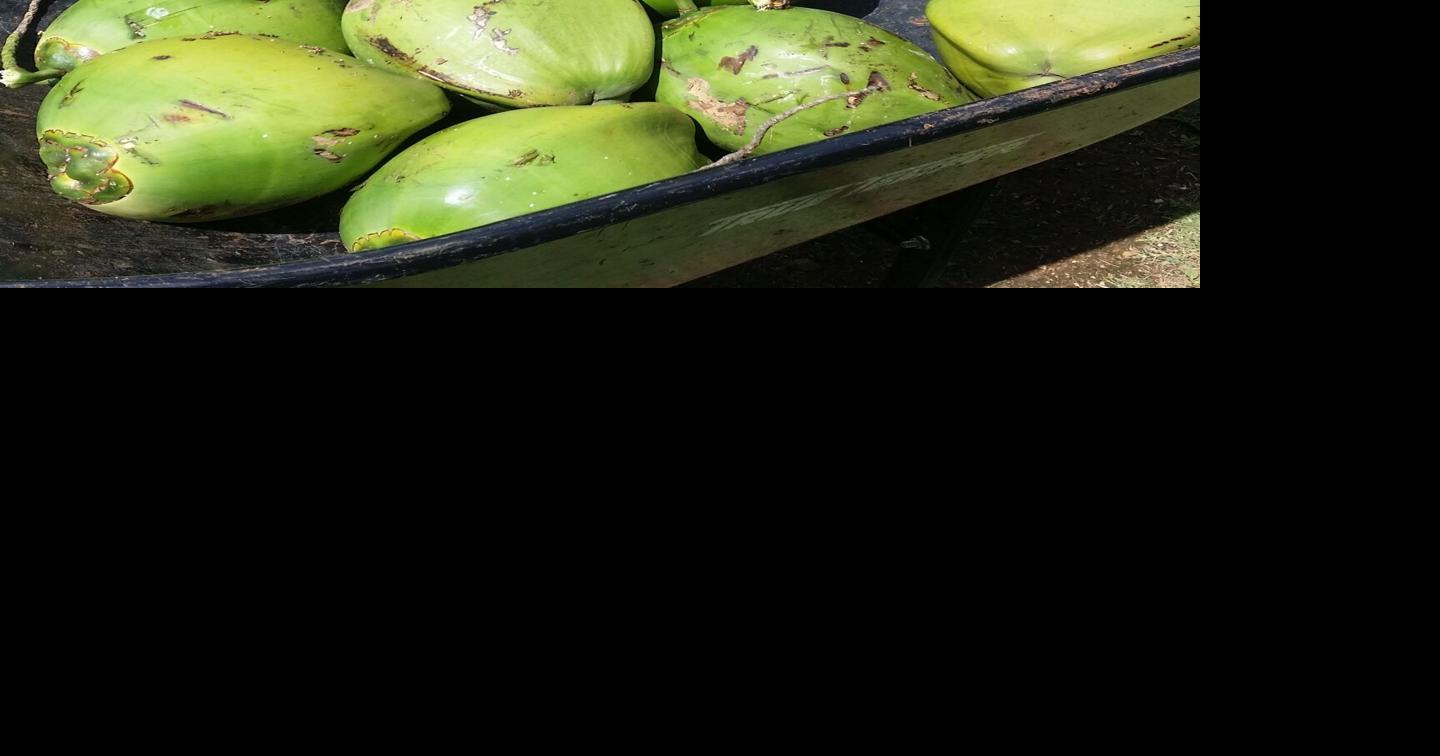 How to identify and harvest coconuts | Lifestyle | guampdn.com