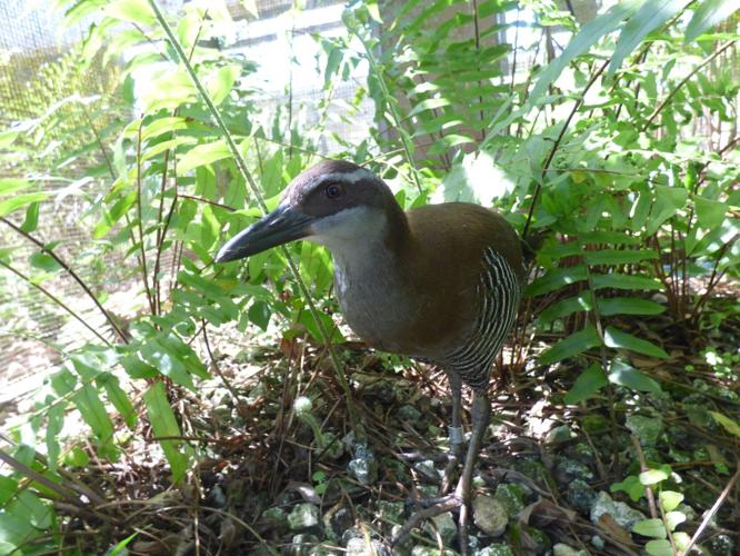 Ko'ko' no longer extinct in the wild, thanks to 30 years of effort ...