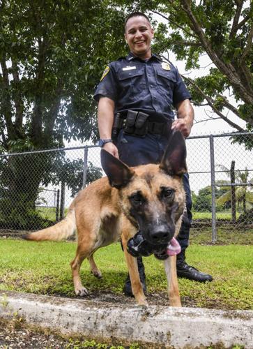 Four drug detection dogs added to Guam Customs K9 pack | News | guampdn.com